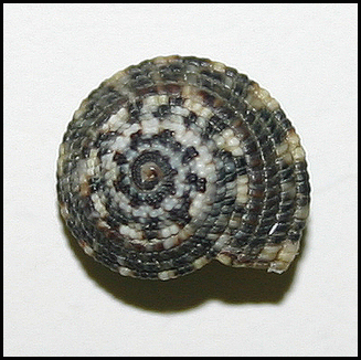 seahorse.org - Tankmates