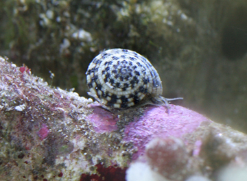 seahorse.org - Tankmates